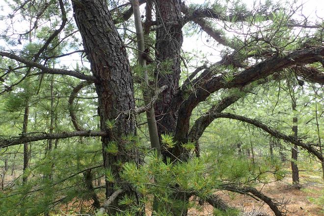 Pin rigide | Gouvernement du Québec