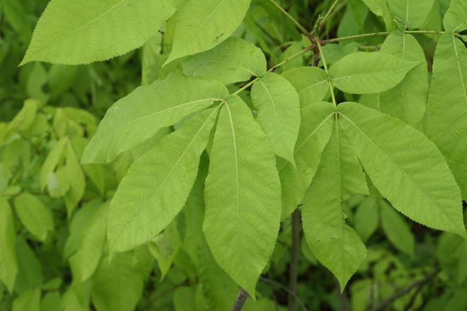 Caryer ovale | Gouvernement du Québec