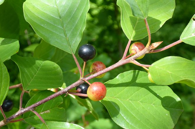 Nerprun bourdaine | Gouvernement du Québec
