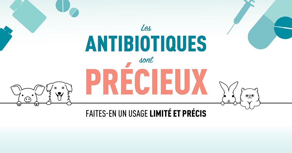 Usage des antibiotiques chez les animaux | Gouvernement du Québec