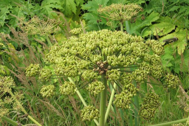 Berce du Caucase | Gouvernement du Québec