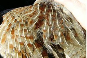 Perdrix grise | Gouvernement du Québec