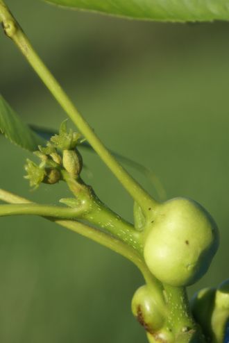 Caryer ovale | Gouvernement du Québec
