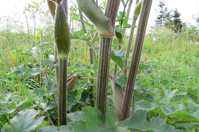 Berce commune | Gouvernement du Québec