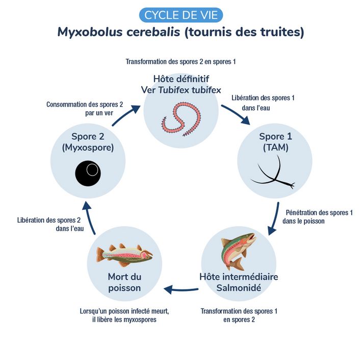 Whirling disease | Gouvernement du Québec