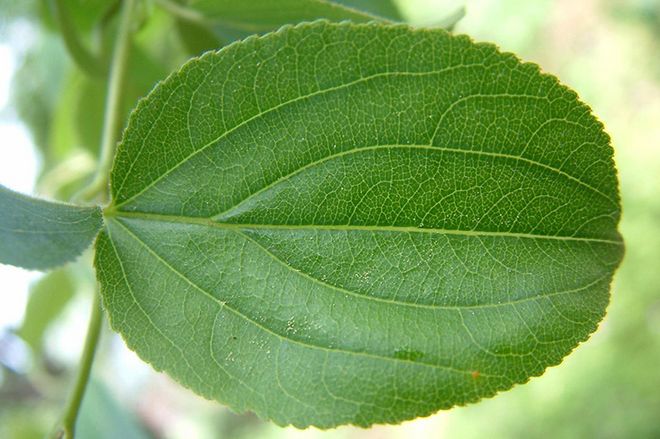 Nerprun cathartique | Gouvernement du Québec