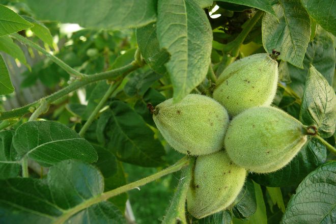 Noyer cendré | Gouvernement du Québec