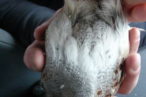 Perdrix grise | Gouvernement du Québec