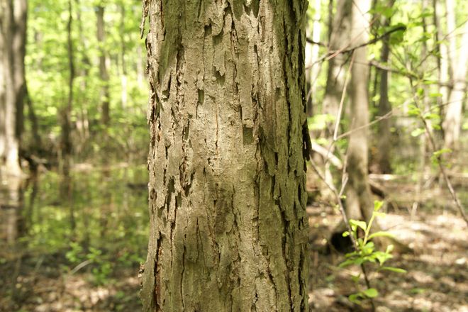 Caryer ovale | Gouvernement du Québec