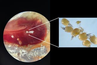 Parasitic copepods in fish | Gouvernement du Québec
