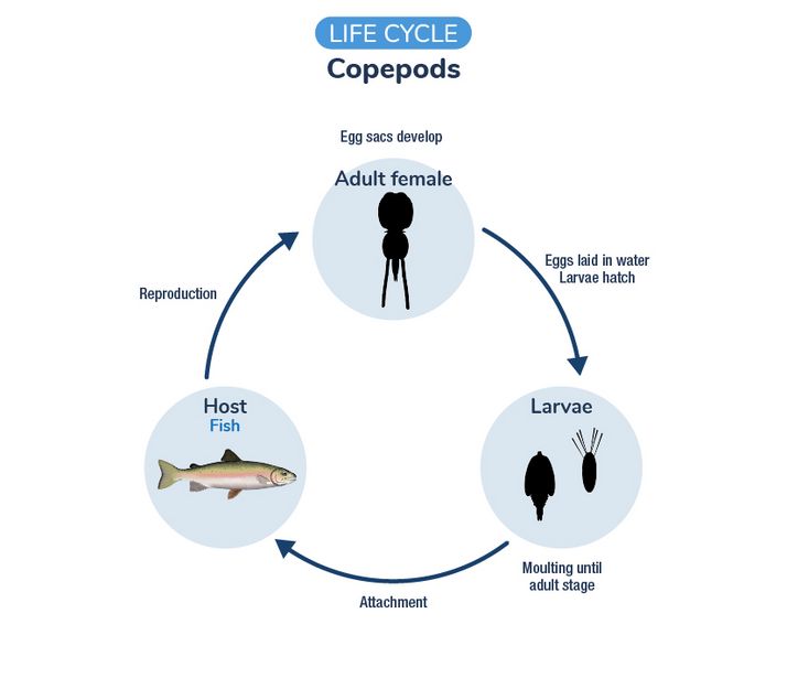 Parasitic copepods in fish | Gouvernement du Québec
