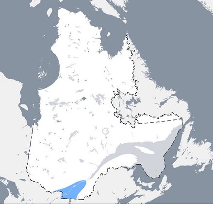 Lapin à queue blanche | Gouvernement du Québec