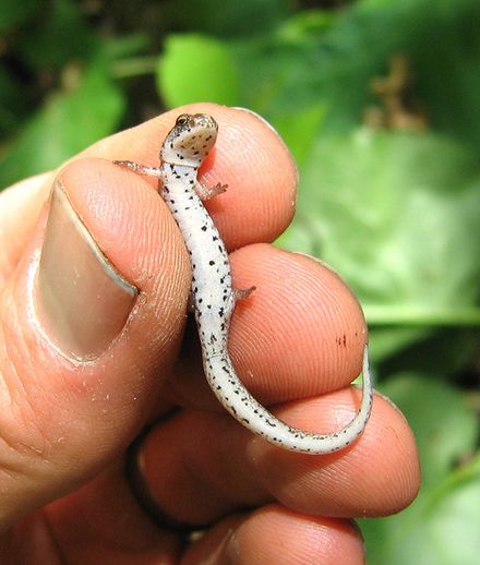 Salamandre à quatre orteils | Gouvernement du Québec