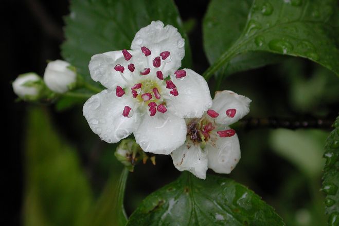 Aubépine dilatée | Gouvernement du Québec
