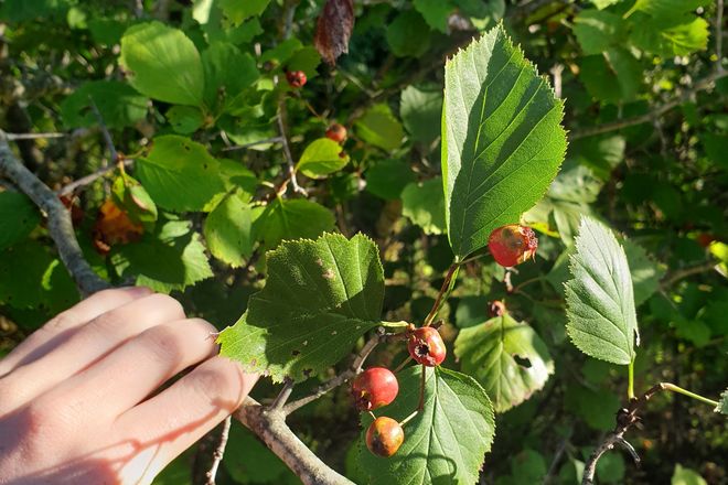 Aubépine de Brainerd | Gouvernement du Québec