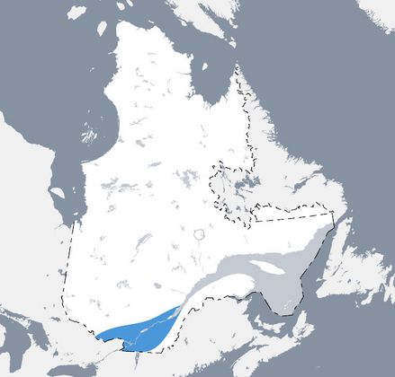 Nerprun cathartique | Gouvernement du Québec