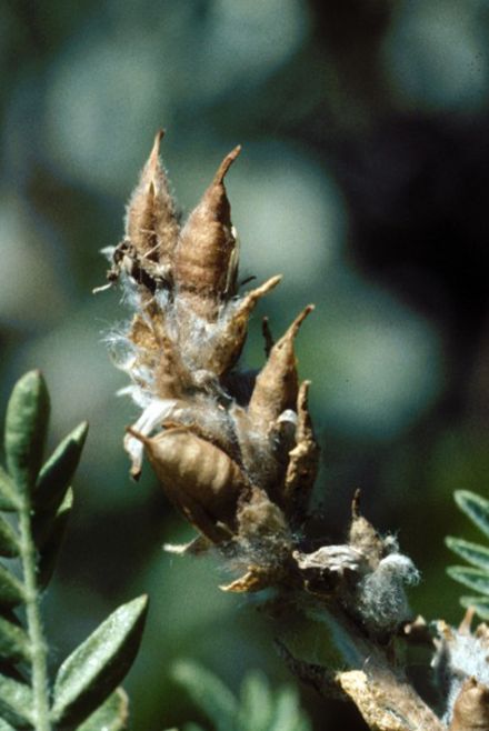 Oxytrope visqueux | Gouvernement du Québec