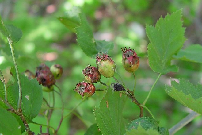Aubépine de Schuette | Gouvernement du Québec