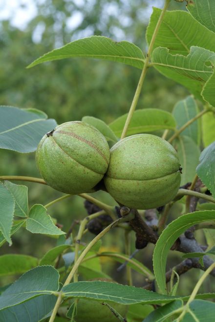Caryer ovale | Gouvernement du Québec