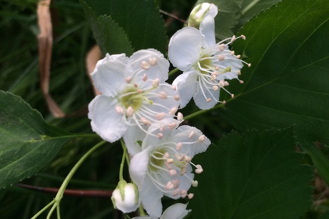 Aubépine de Brainerd | Gouvernement du Québec