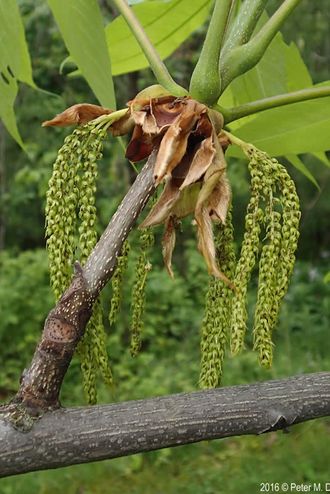 Caryer ovale | Gouvernement du Québec