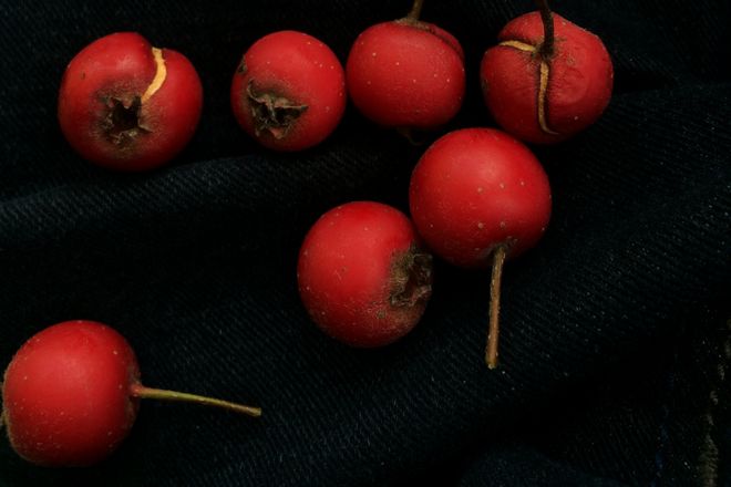 Aubépine du Canada | Gouvernement du Québec