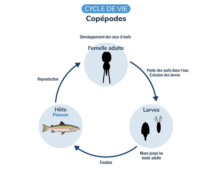Copépodes parasitaires chez les poissons | Gouvernement du Québec