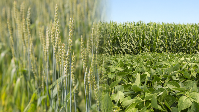 Webinaires grandes cultures | Gouvernement du Québec