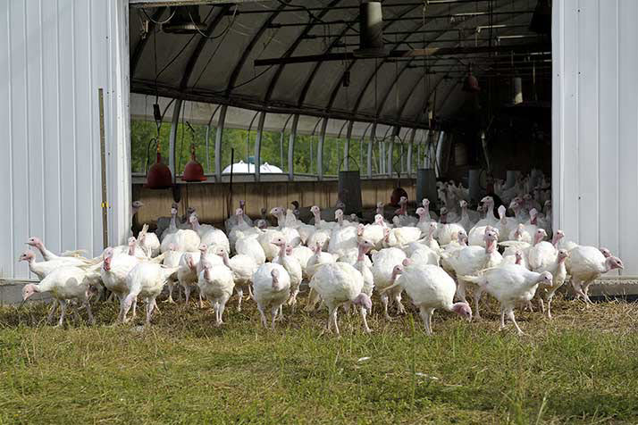 Élevage de volaille (poulet et dindon) | Gouvernement du Québec