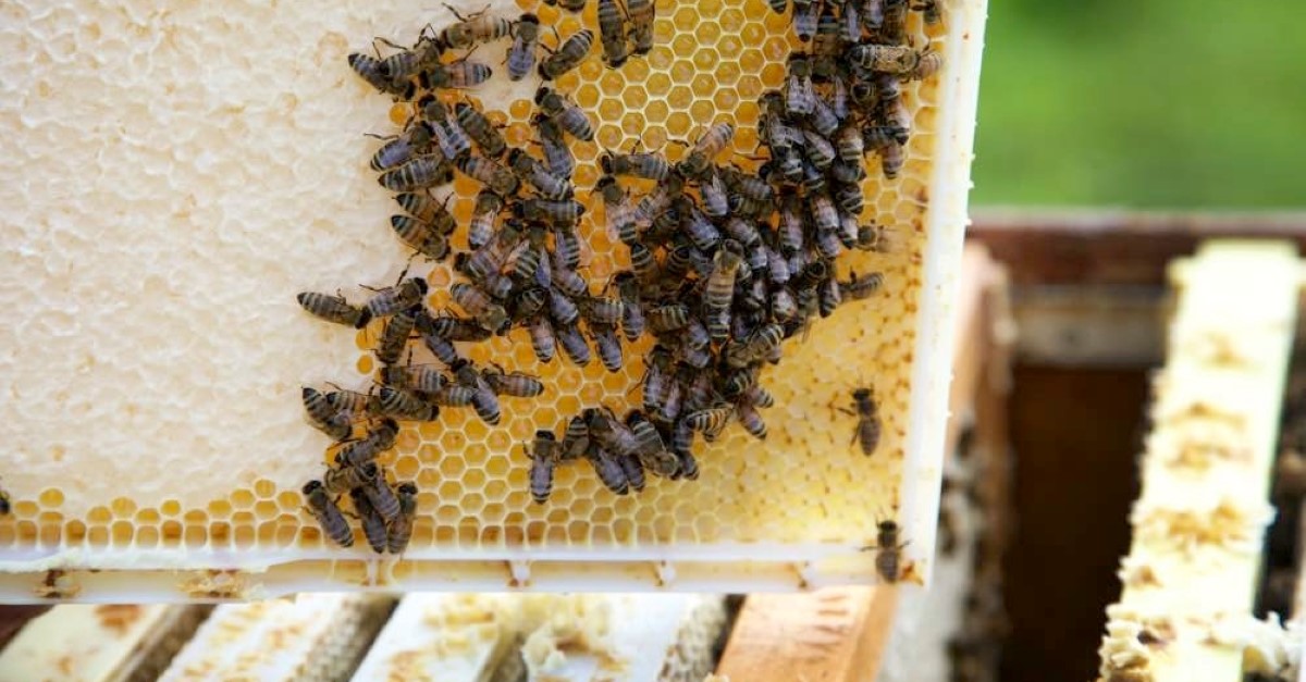 Loque américaine | Gouvernement du Québec