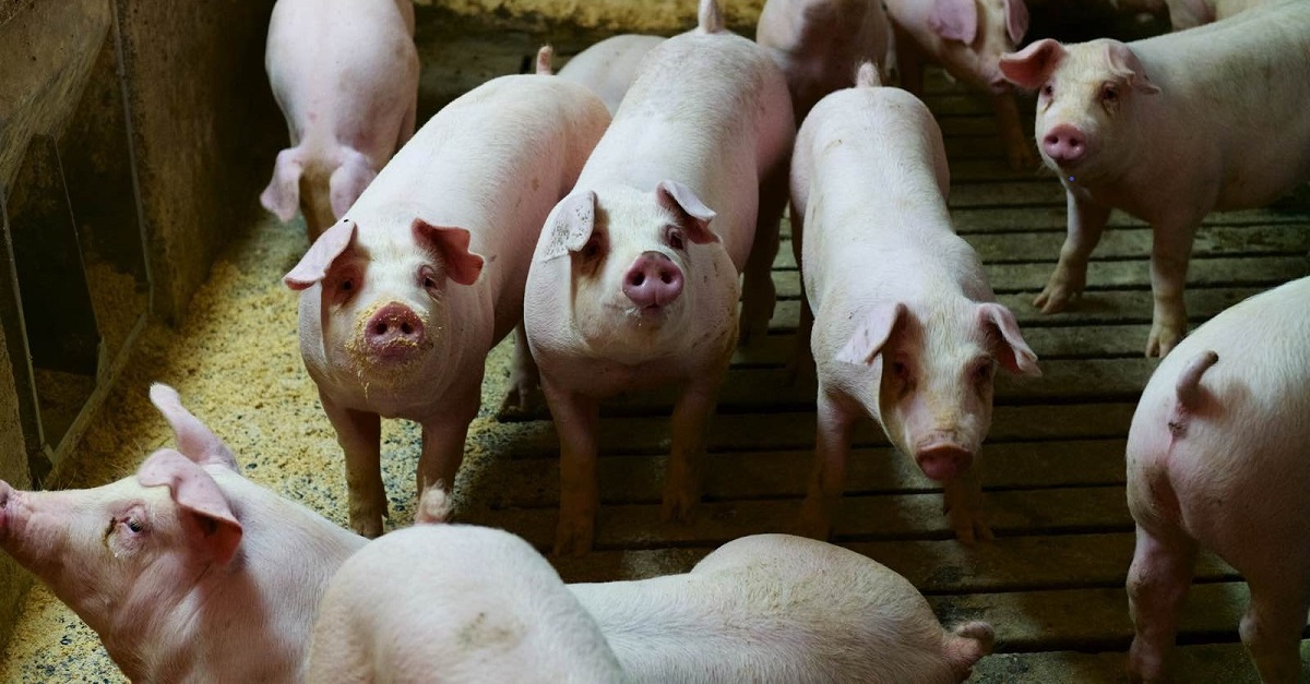 Swine influenza | Gouvernement du Québec