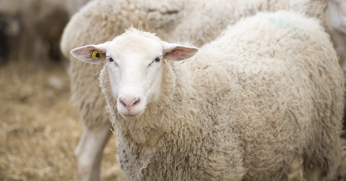 Listeriosis in animals | Gouvernement du Québec