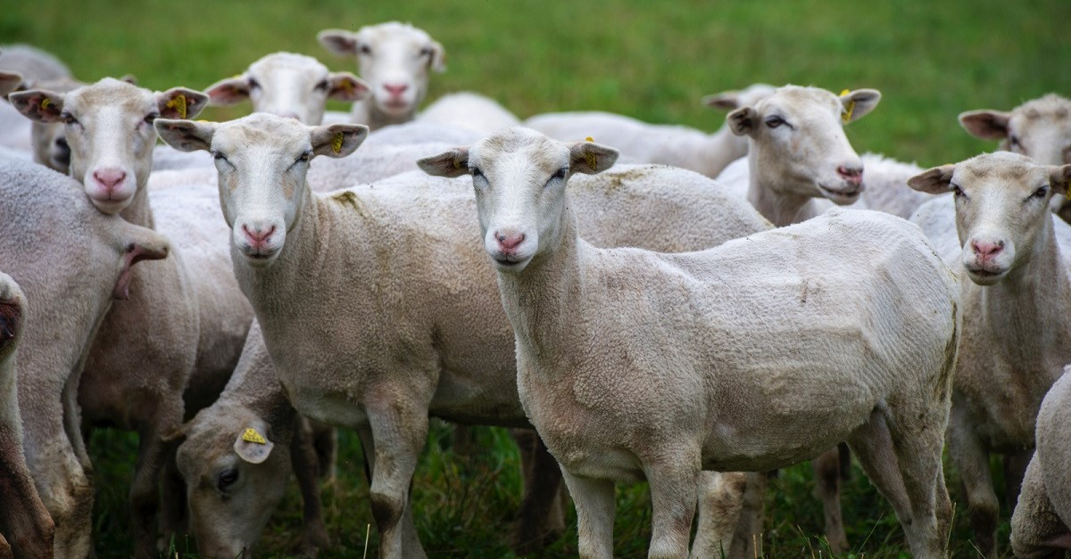 Paratuberculosis in animals | Gouvernement du Québec