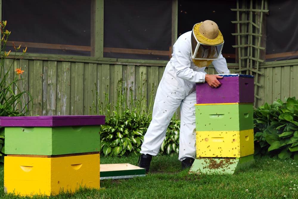 Enregistrement et responsabilités des propriétaires d'abeilles ...