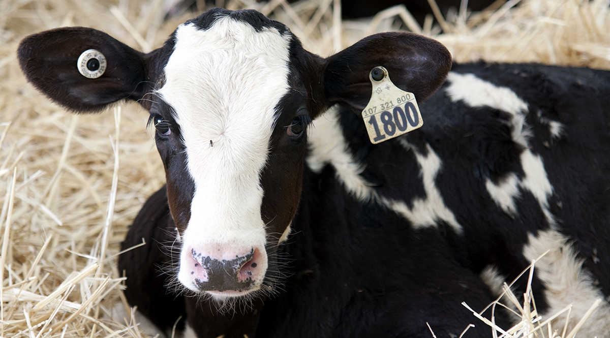 Traçabilité Des Animaux D élevage Gouvernement Du Québec