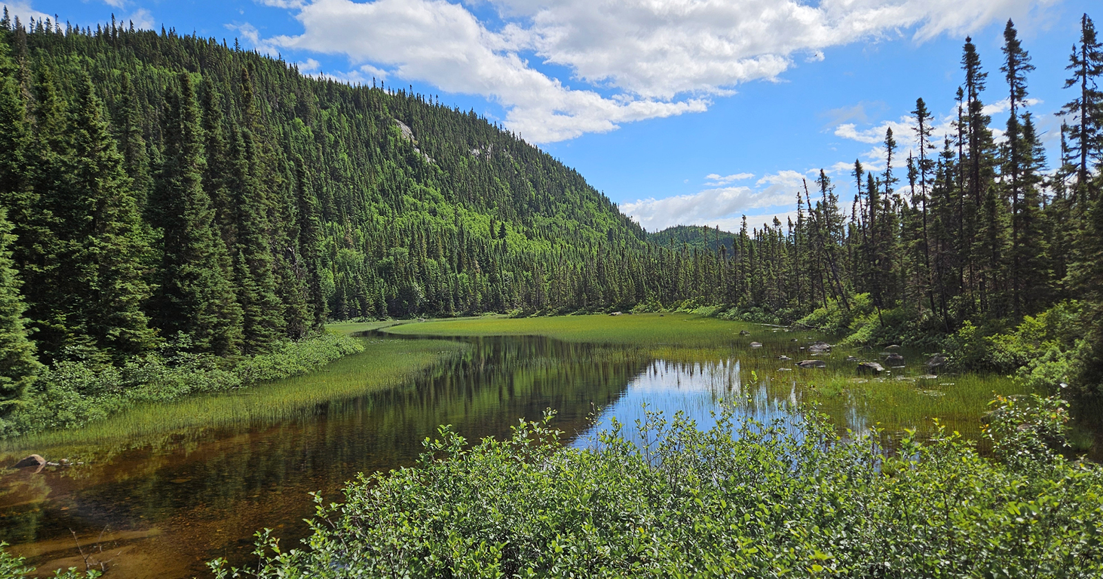 MRNF : Ressources naturelles et Forêts | Gouvernement du Québec