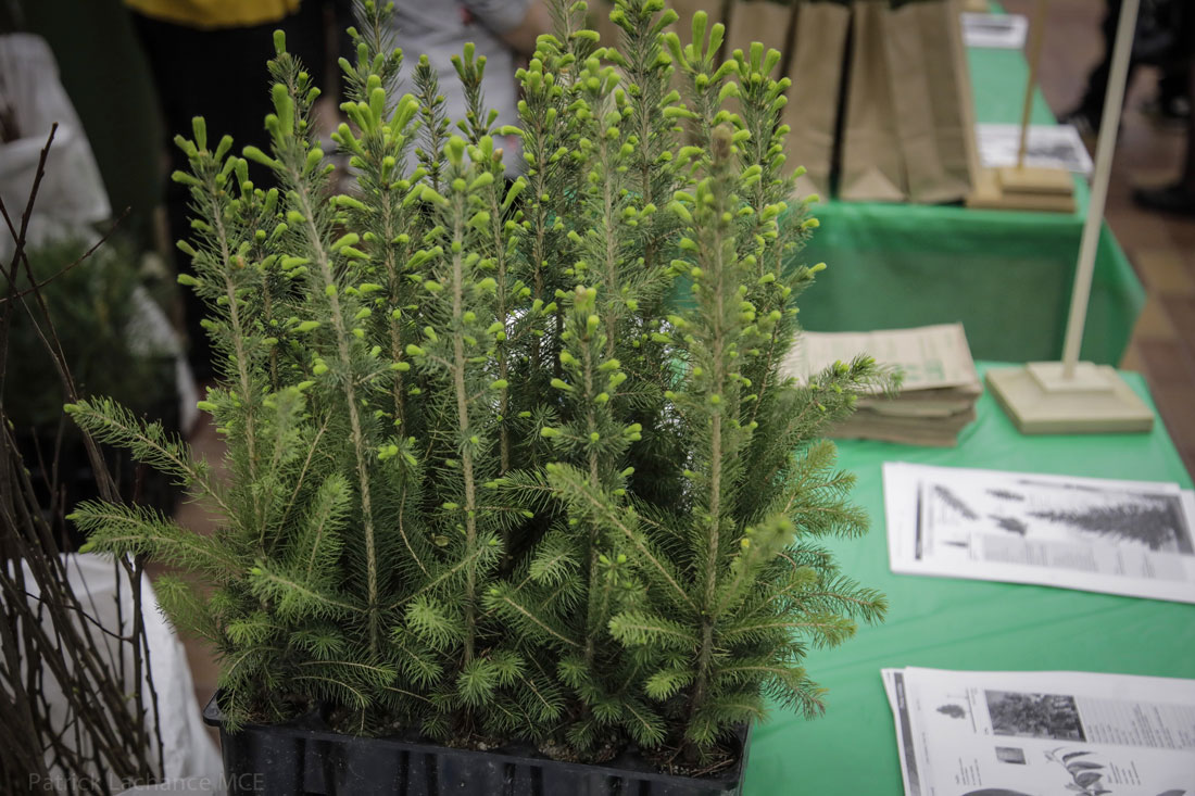 MRNF : Ressources naturelles et Forêts | Gouvernement du Québec