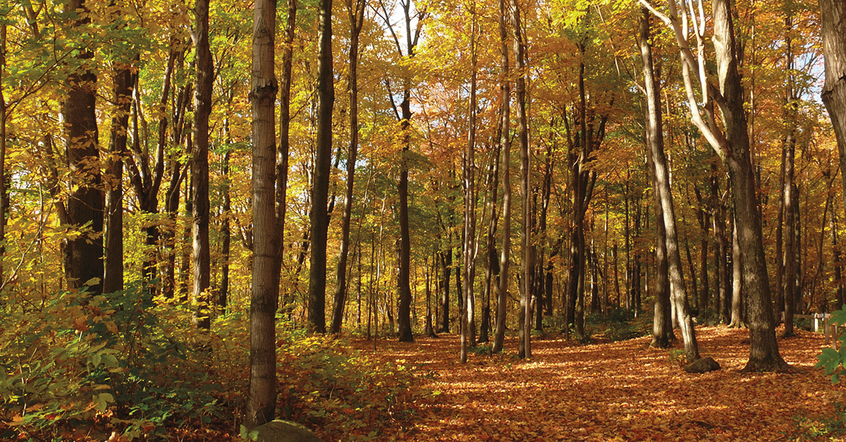 La forêt démystifiée : pourquoi et comment devenir un producteur ...