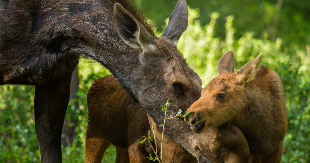Partage du permis de chasse à l’orignal sans bois | Gouvernement du Québec