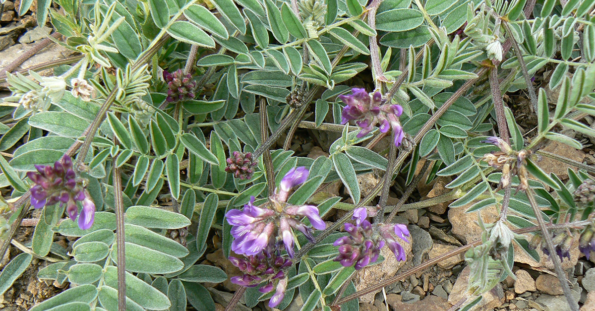Astragale de Fernald | Gouvernement du Québec