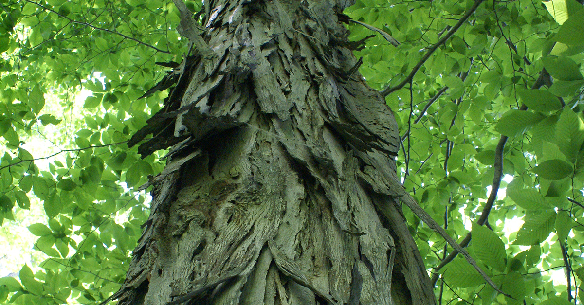 Caryer ovale | Gouvernement du Québec