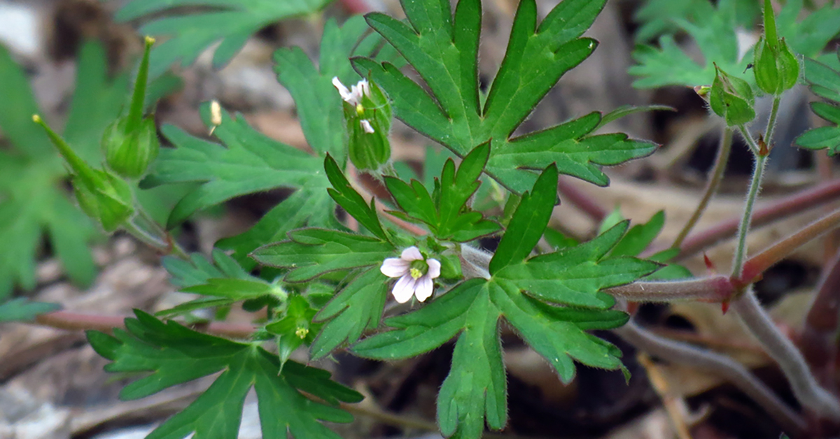 Géranium de Caroline | Gouvernement du Québec