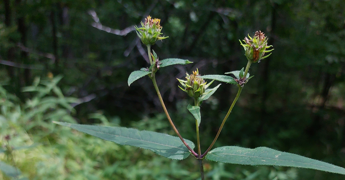 Hélianthe à feuilles étalées | Gouvernement du Québec