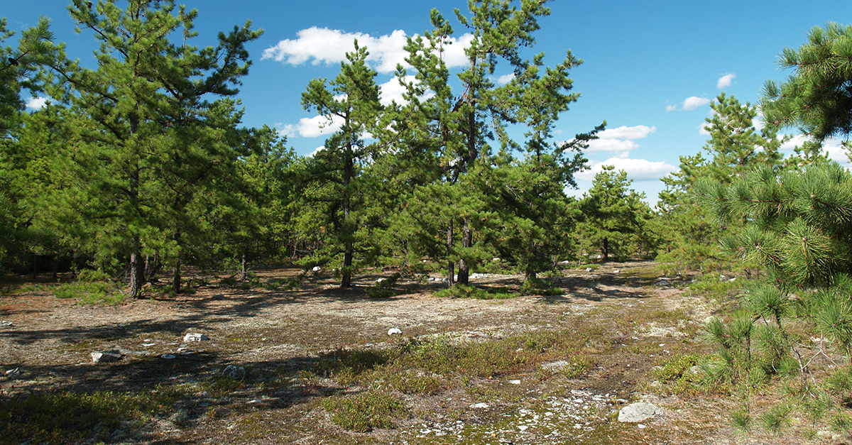 Pin rigide | Gouvernement du Québec