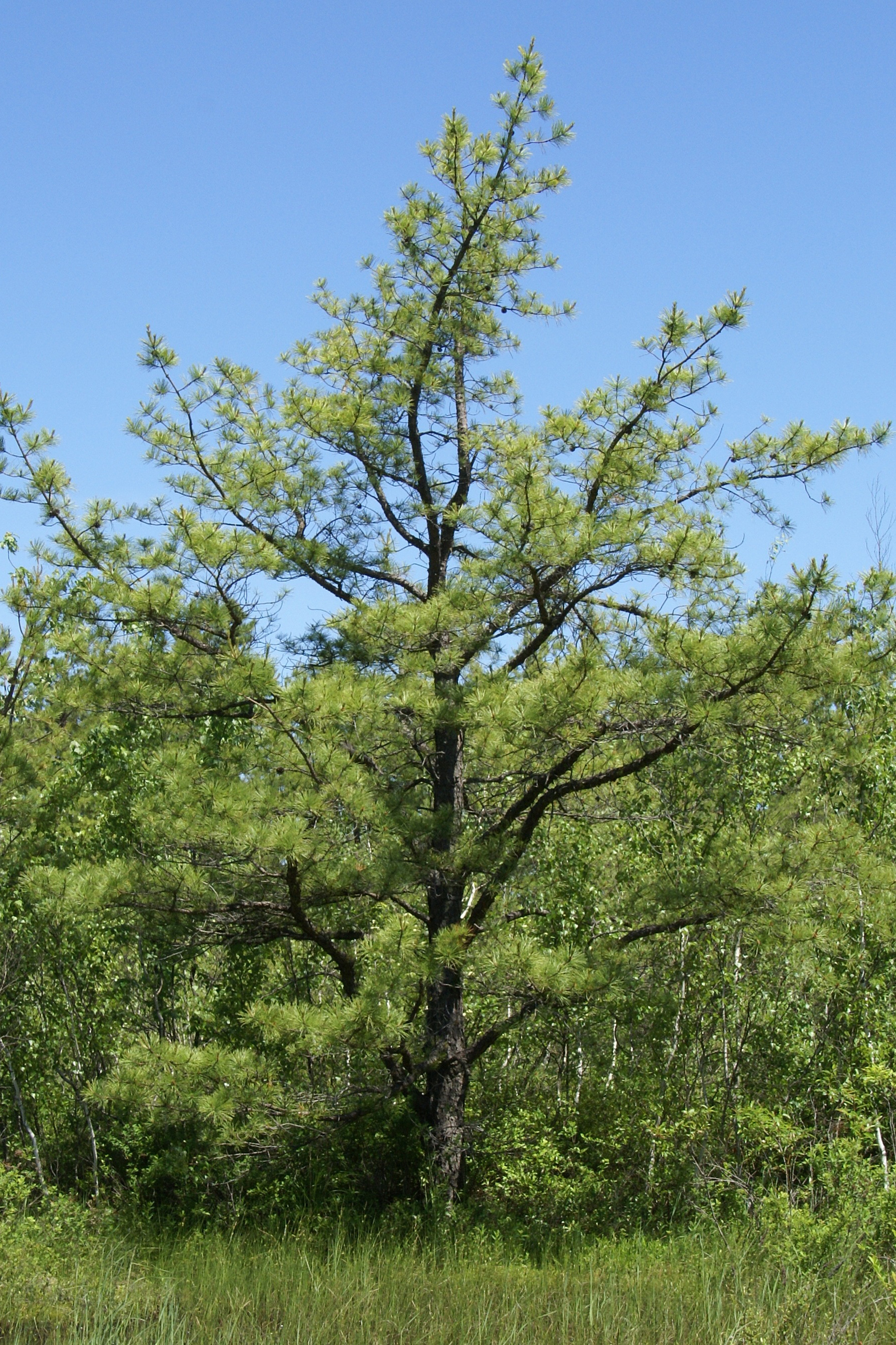 Pin rigide | Gouvernement du Québec