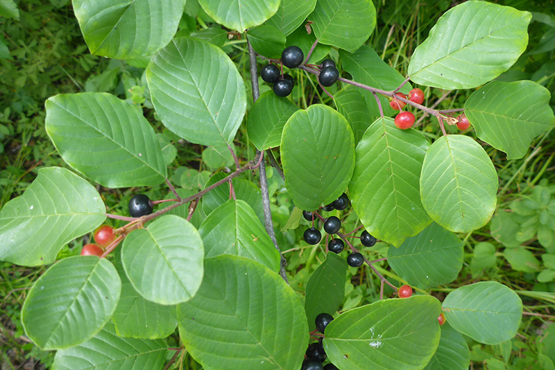 Nerprun bourdaine | Gouvernement du Québec
