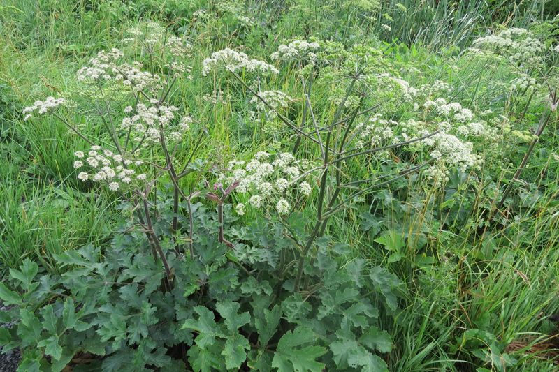 Berce commune | Gouvernement du Québec