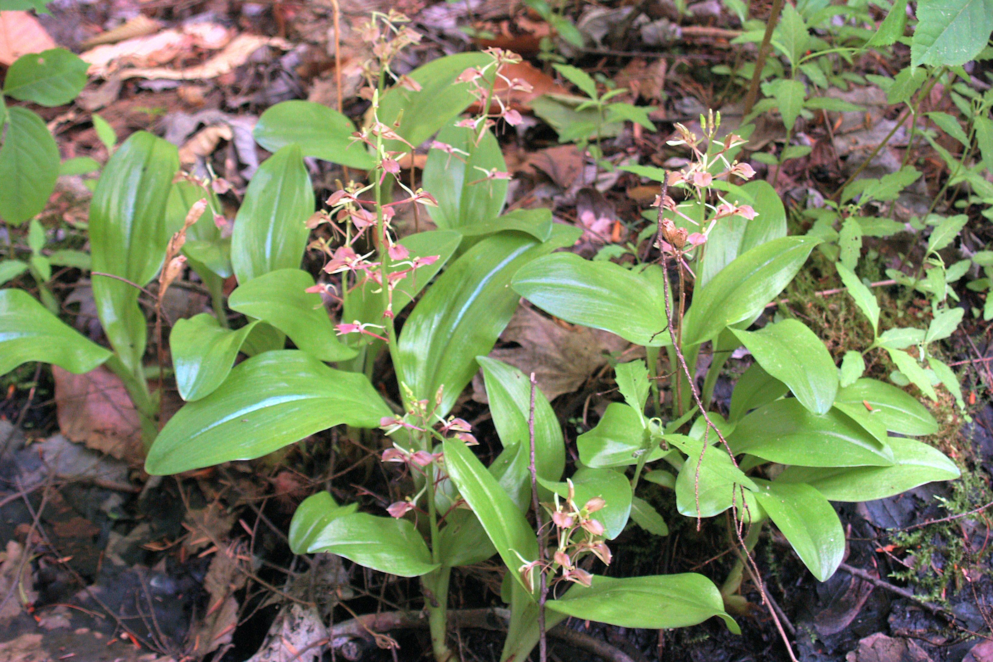 Liparis à feuilles de lis | Gouvernement du Québec