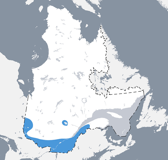 Barbotte brune | Gouvernement du Québec