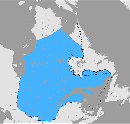 Castor du Canada | Gouvernement du Québec